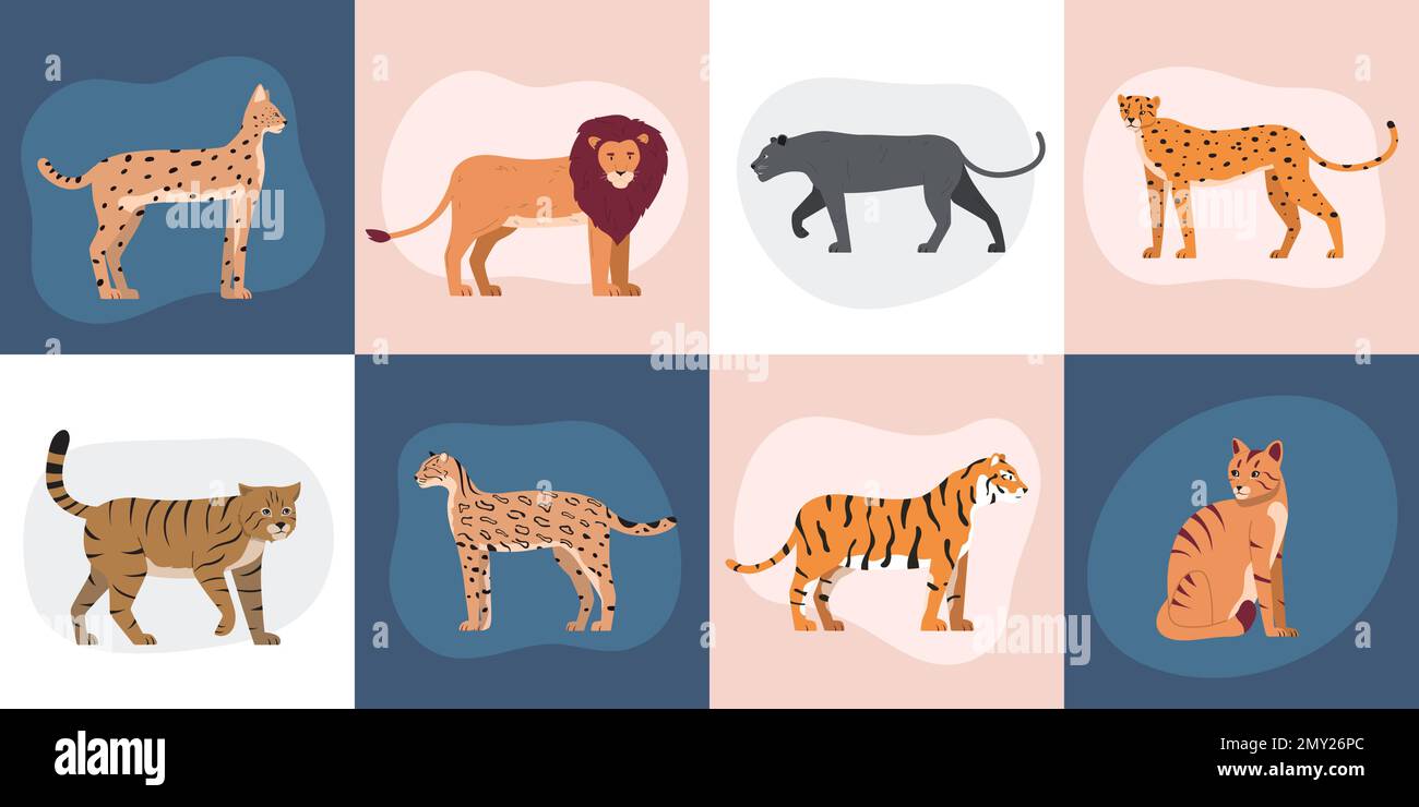 Wild cats flat set of square compositions with isolated doodle style ...
