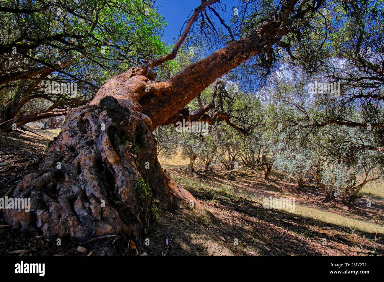 Paper tree (Polylepis incana), beautiful detail of native forest in the ...