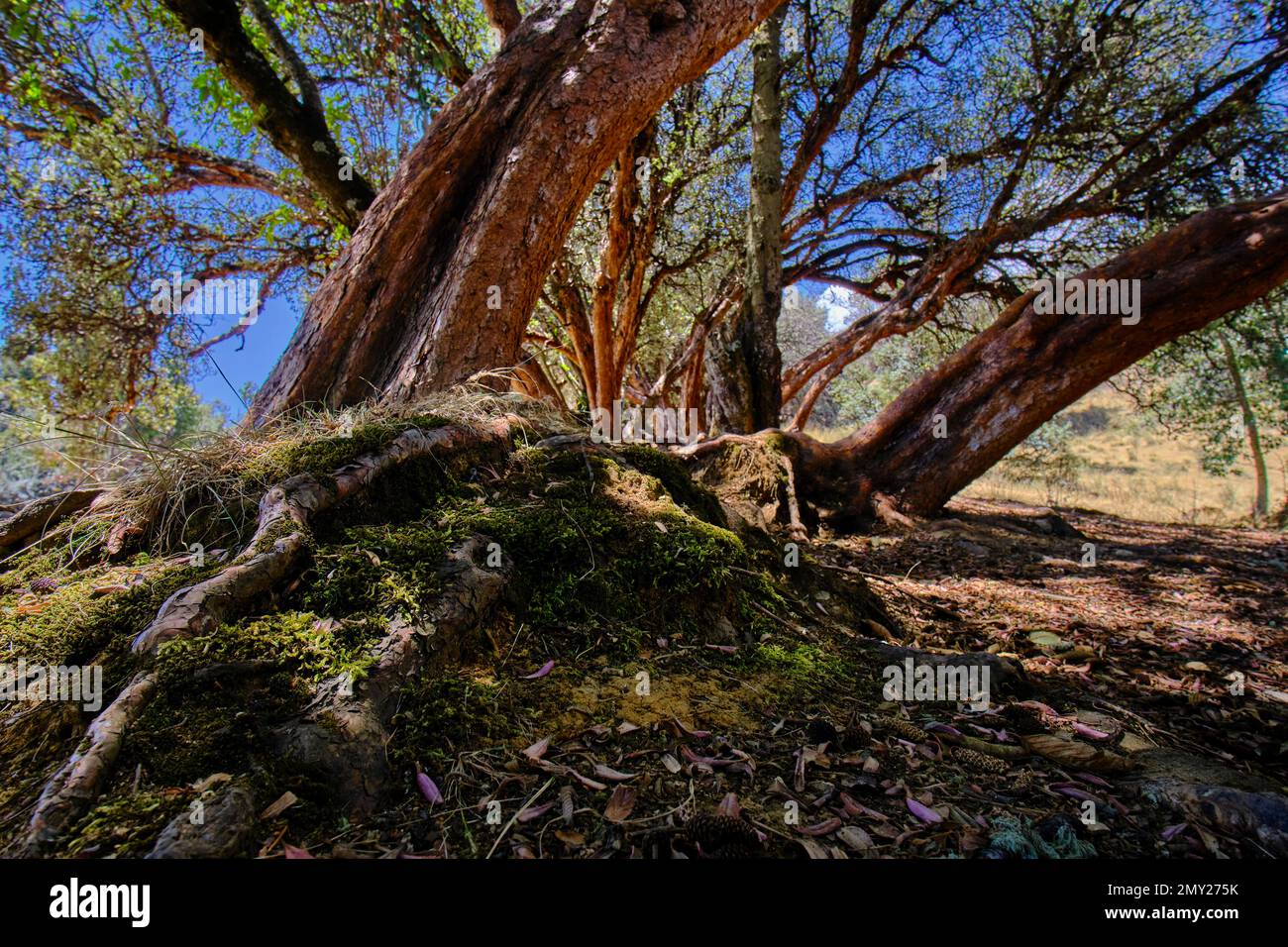 Paper tree (Polylepis incana), beautiful detail of native forest in the ...