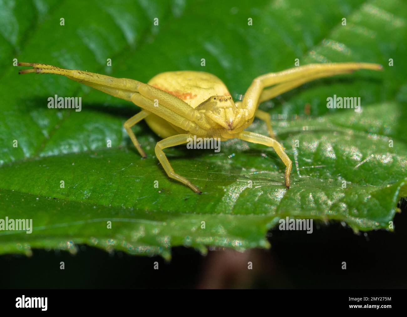 Yellow crab spider waiting for its prey on a green leaf Stock Photo - Alamy