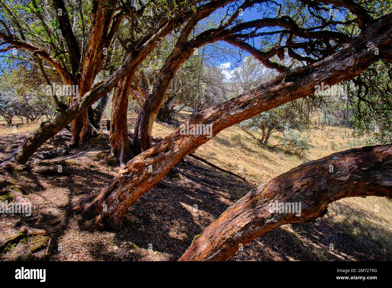 Paper tree (Polylepis incana), beautiful detail of native forest in the ...