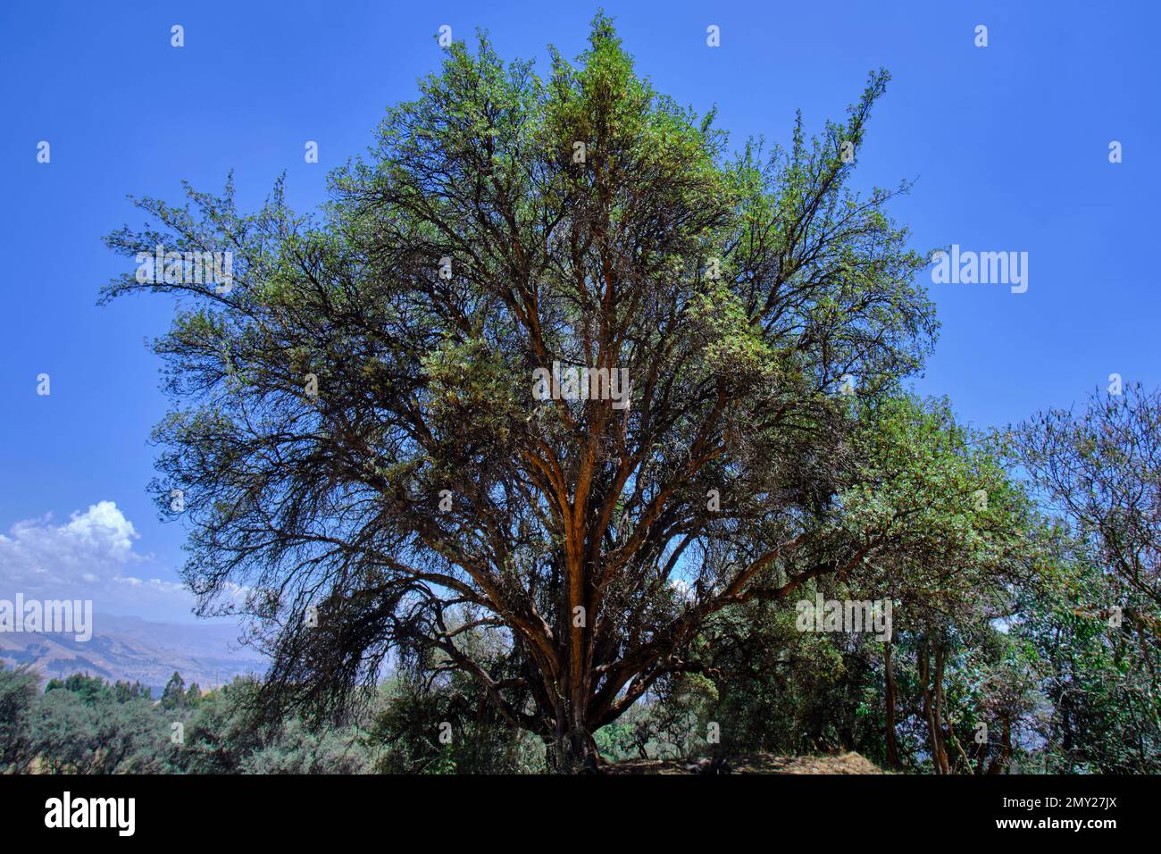 Paper tree (Polylepis incana), beautiful detail of native forest in the ...