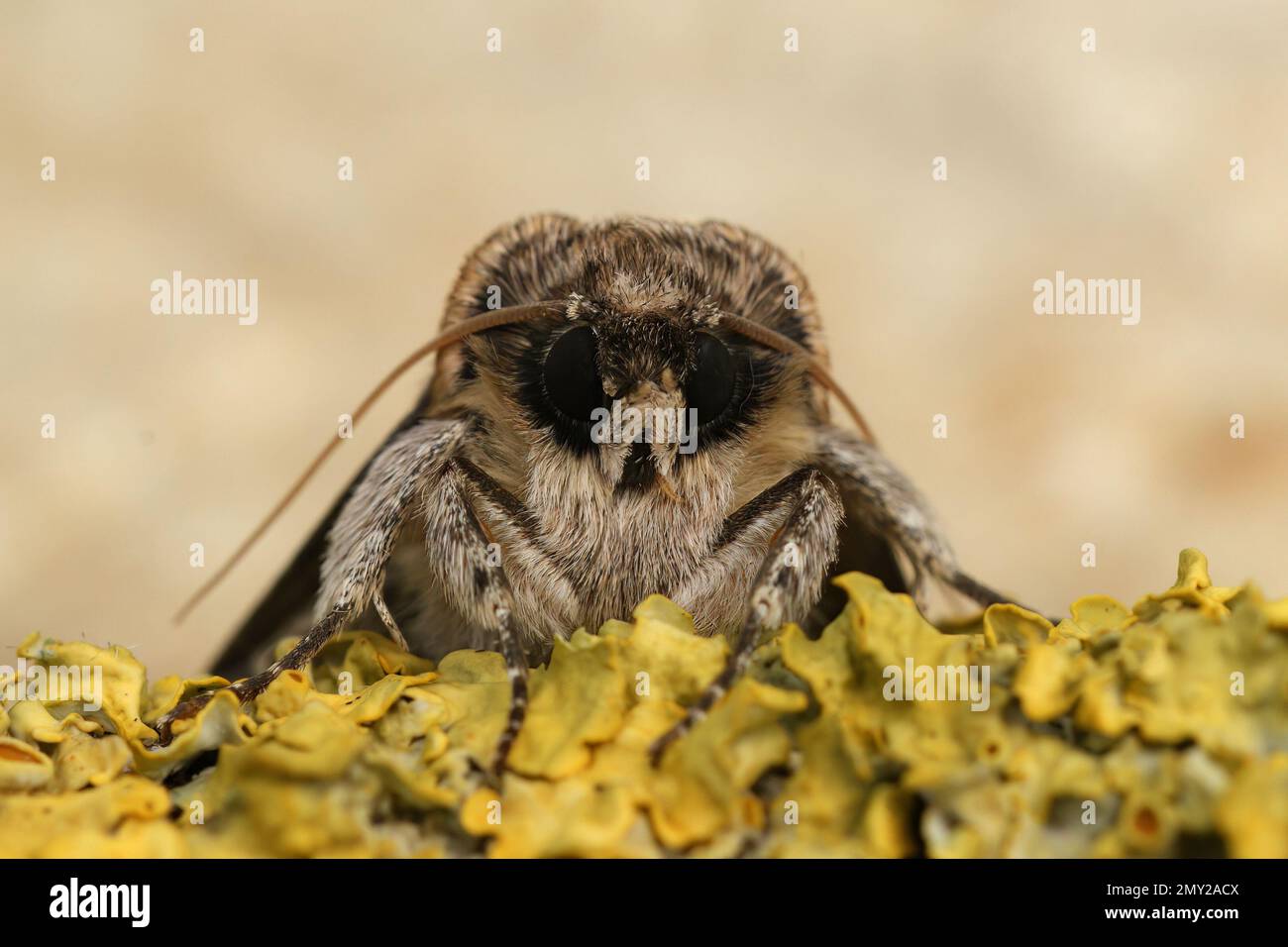 Natural frontal detailed closeup of the figure of eighty owlet moth ...