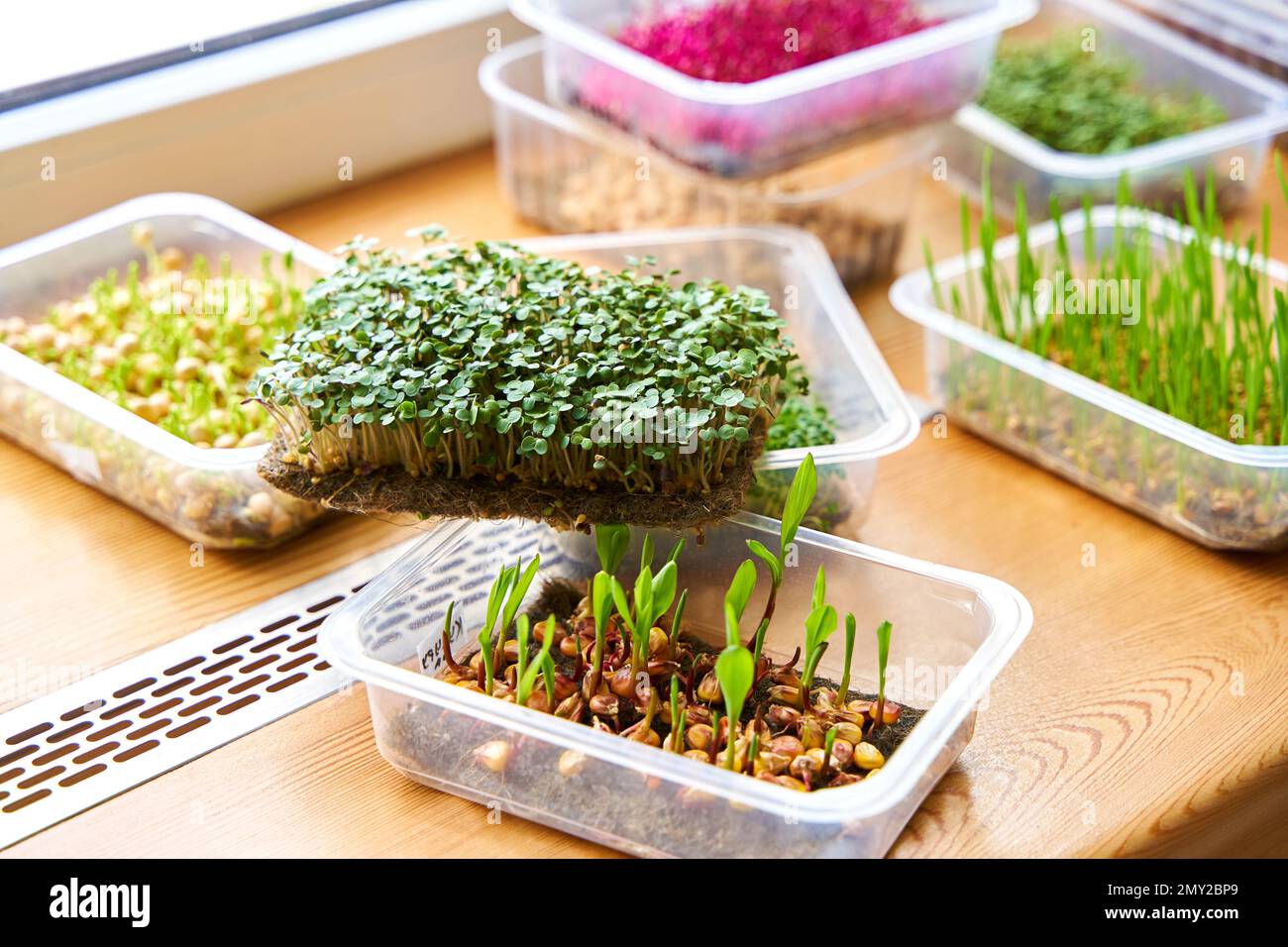 Growing mix microgreen seeds in plastic box. Windowsill agraryon wooden ...