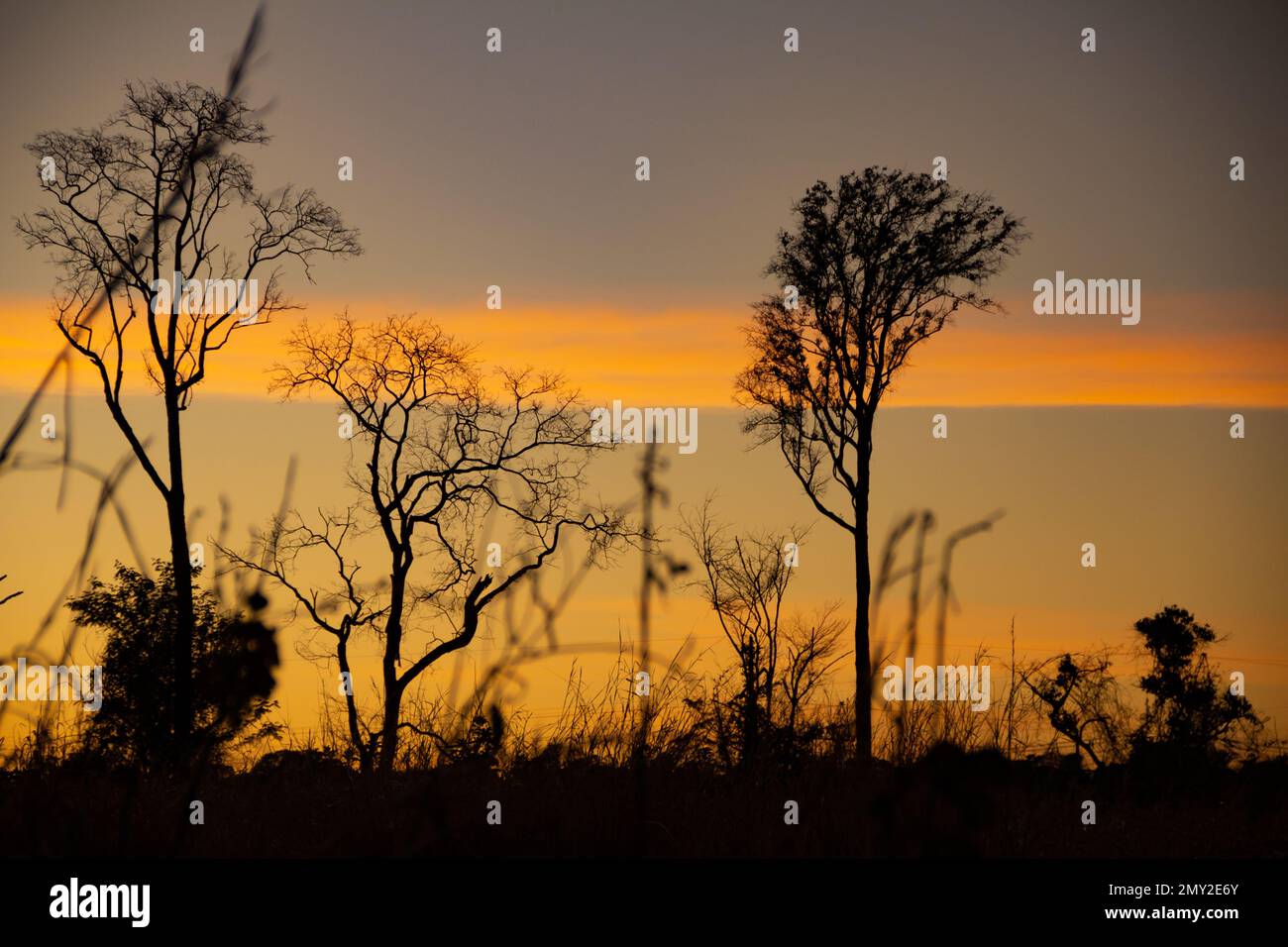 Cerrado brazil hi-res stock photography and images - Alamy