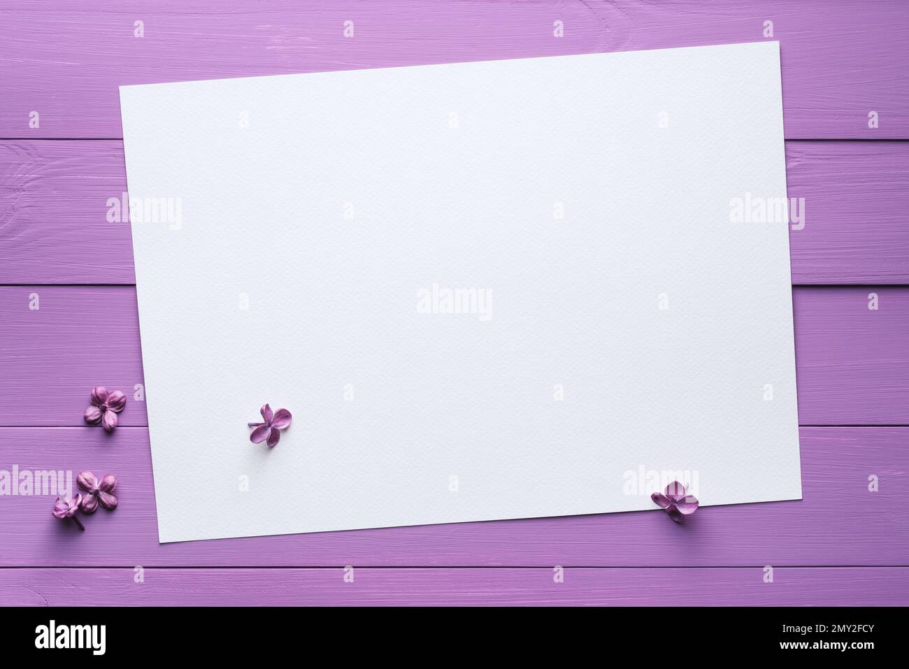 Lilac background for text. Lilac flowers on a wooden board. Blank white ...