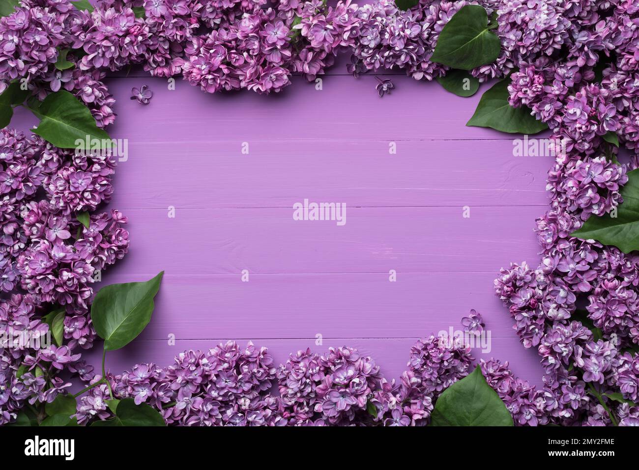 Decorative frame of lilac flowers and space for text. Lilac background ...