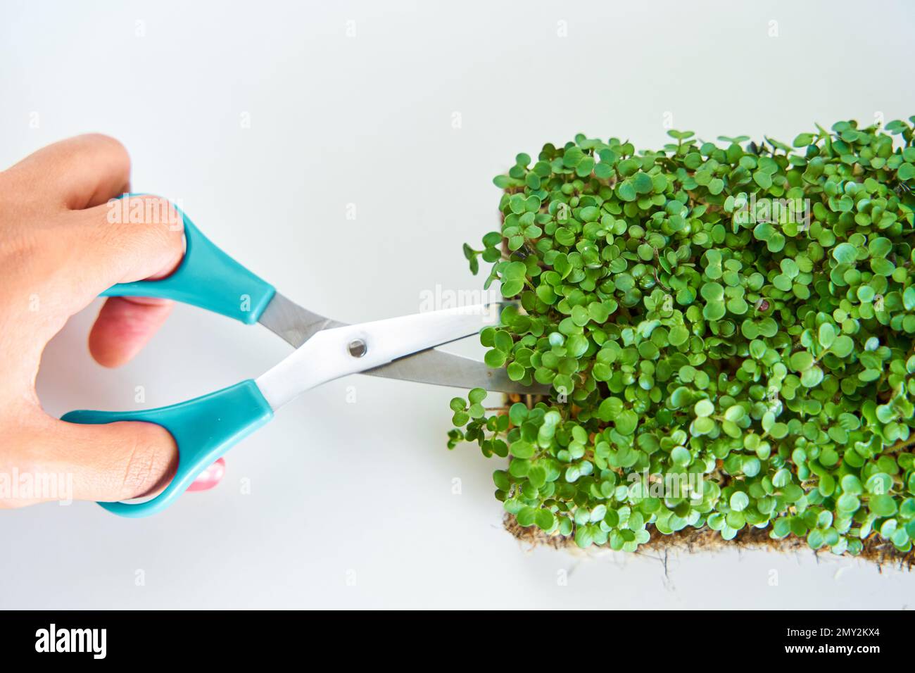 Harvesting microgreens. Person cutting plant with scissors Stock Photo ...