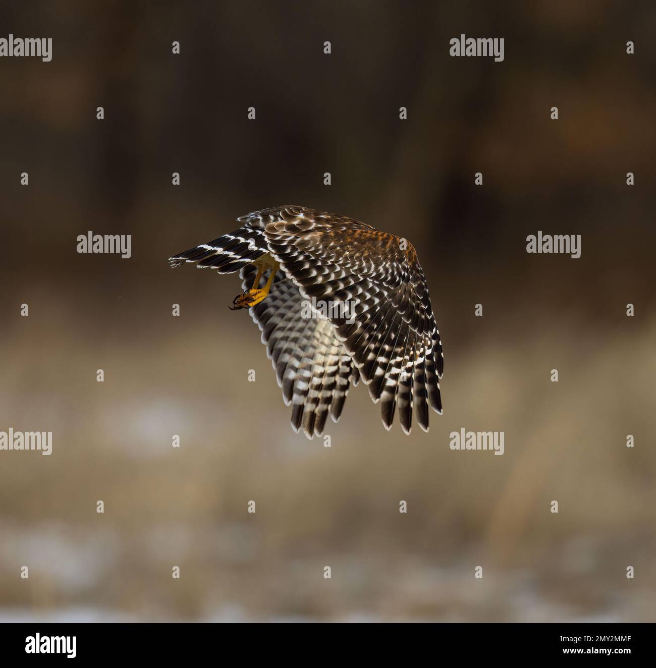 A Red Shouldered Hawk (Buteo lineatus) flying on the blurred background ...