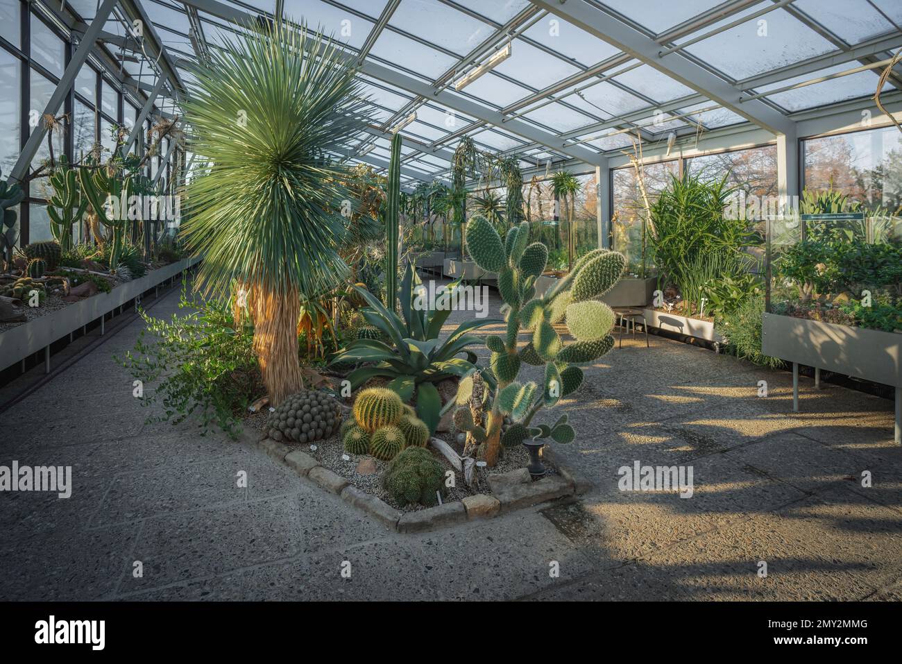 Herrenhausen cactus hi-res stock photography and images - Alamy