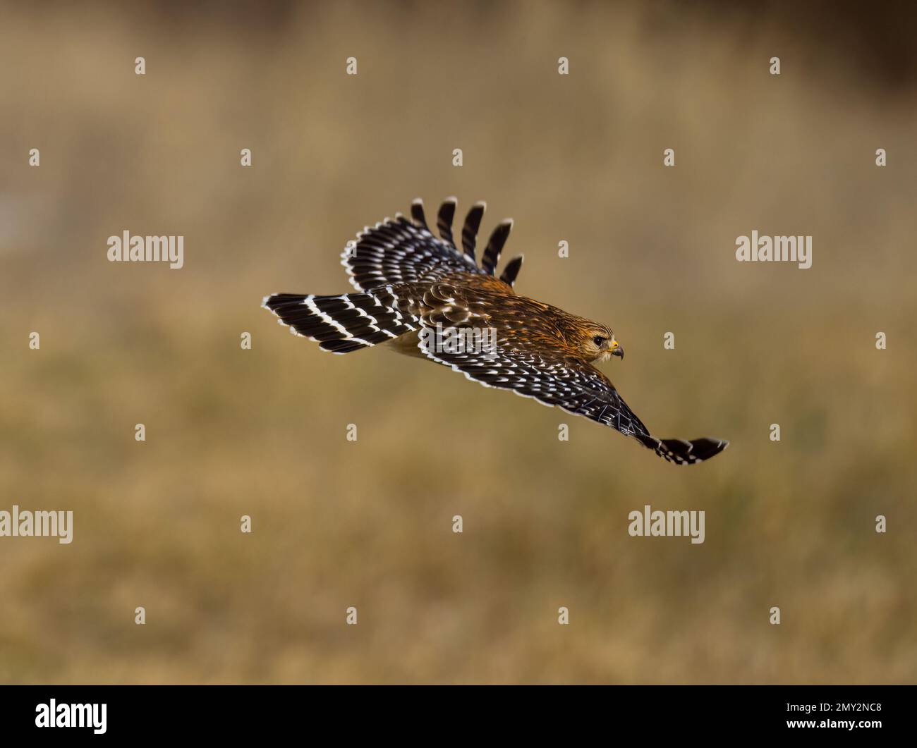 A Red Shouldered Hawk (Buteo lineatus) flying on the blurred background ...