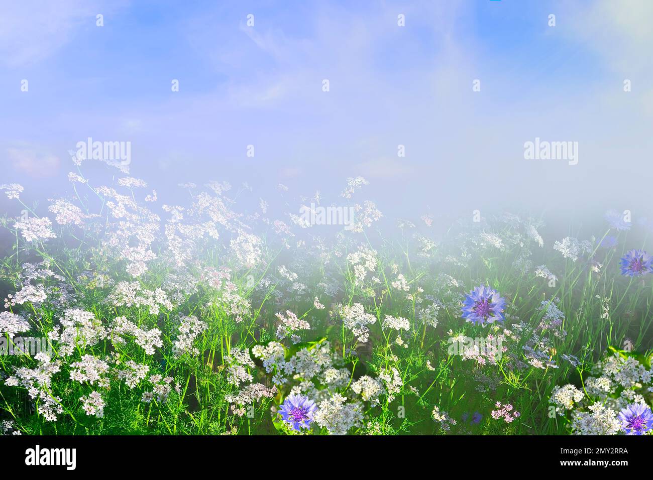 Summer blurred landscape - fog is rising over flowering meadow with ...