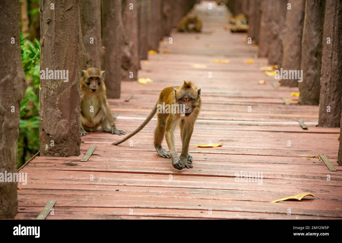 Wooden bridges surrounded by mangrove forest populated by monkeys ...