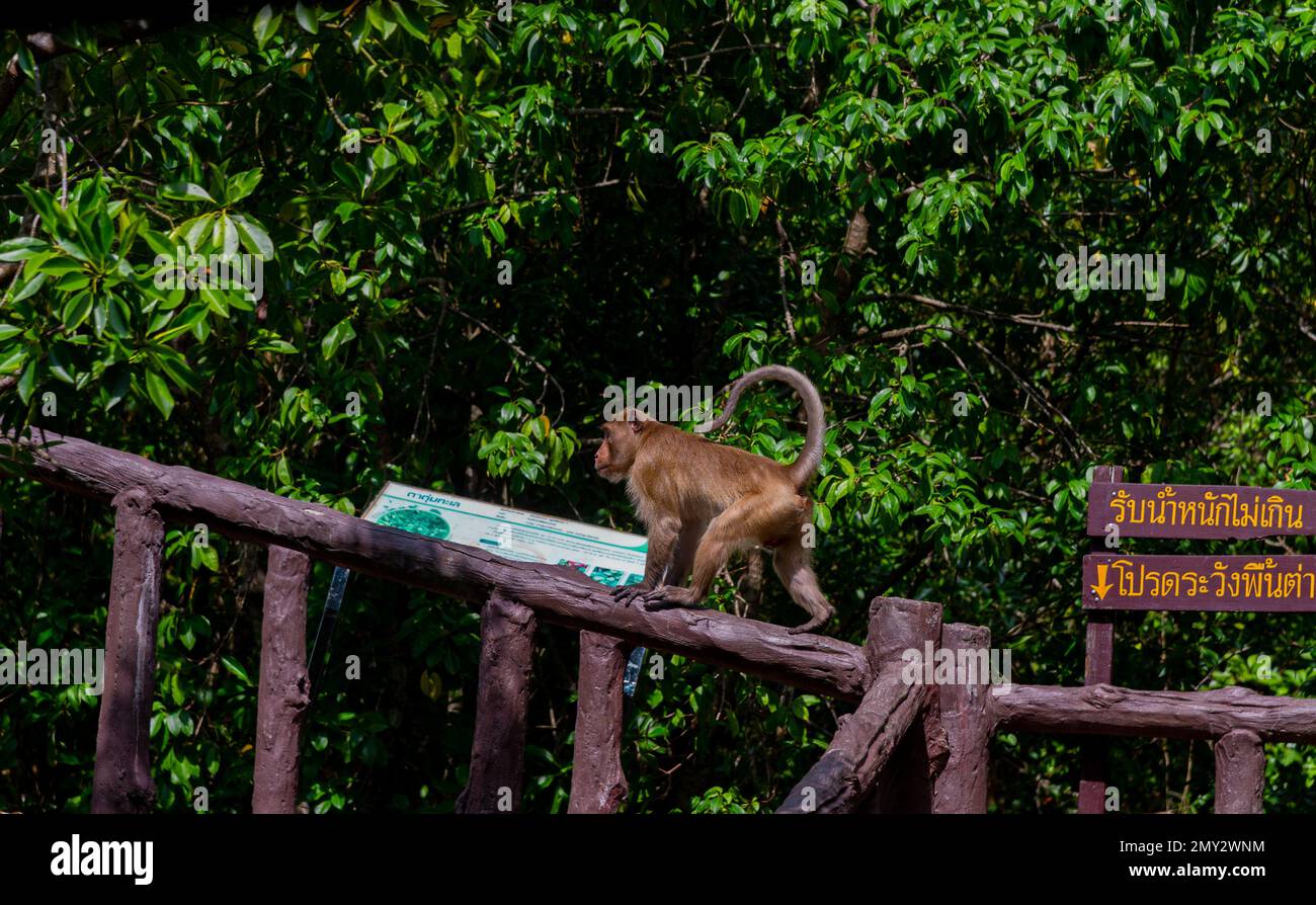 Wooden bridges surrounded by mangrove forest populated by monkeys ...