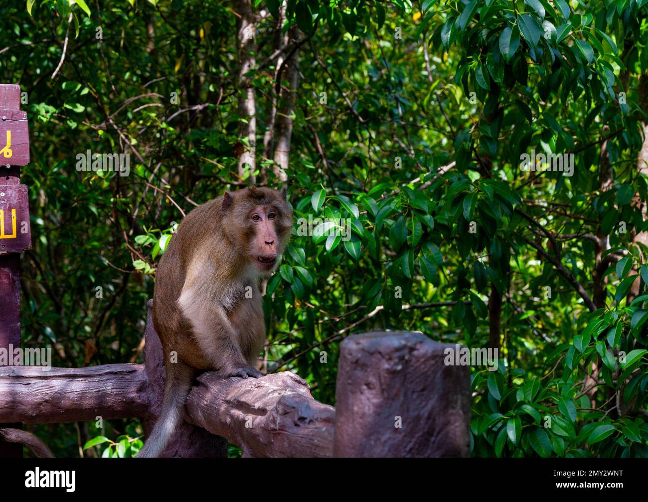 Wooden bridges surrounded by mangrove forest populated by monkeys ...