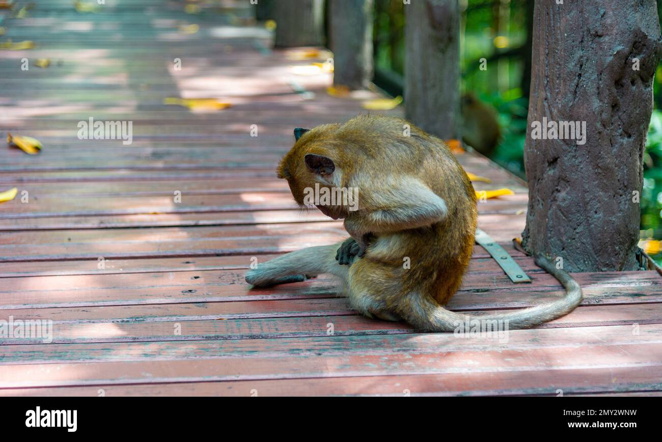 Wooden bridges surrounded by mangrove forest populated by monkeys ...