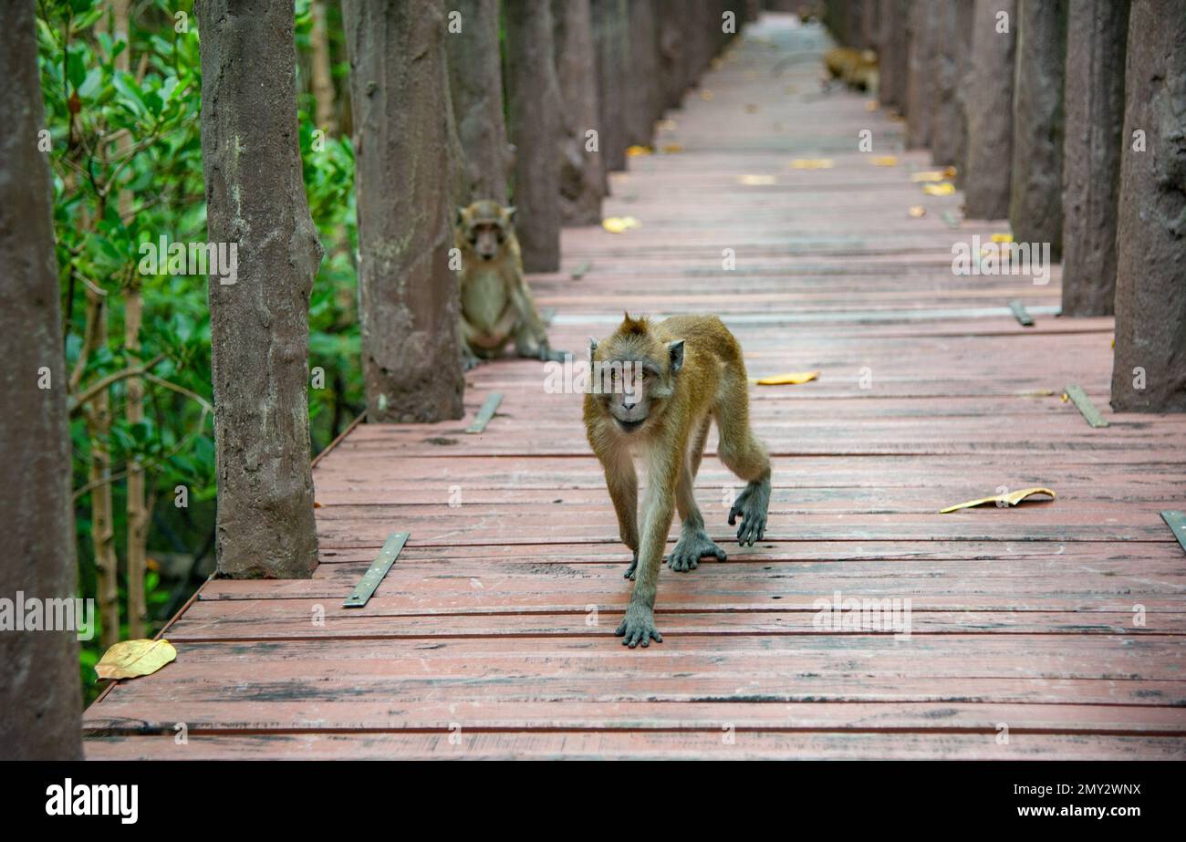 Wooden bridges surrounded by mangrove forest populated by monkeys ...
