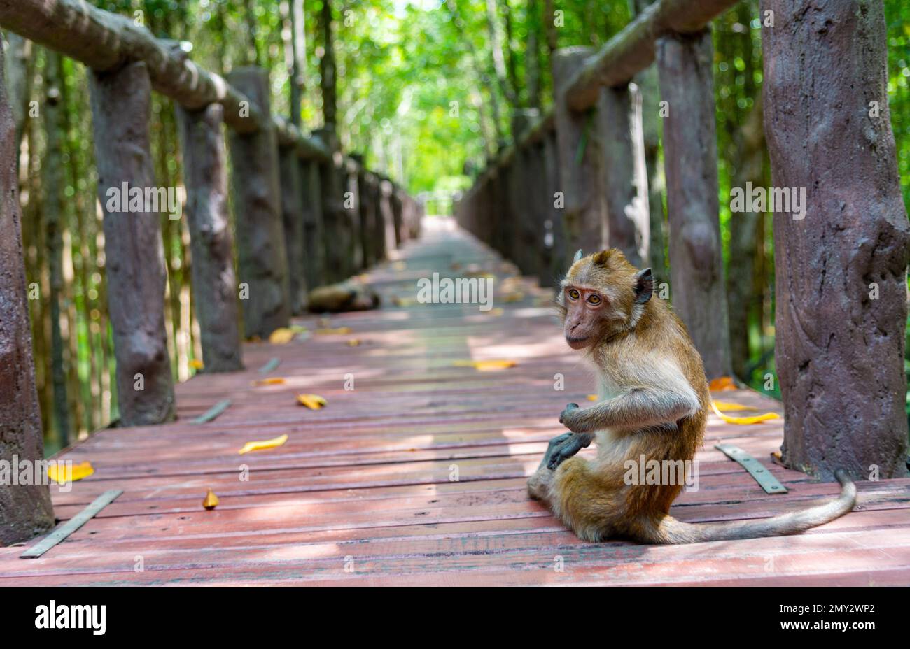 Wooden bridges surrounded by mangrove forest populated by monkeys ...