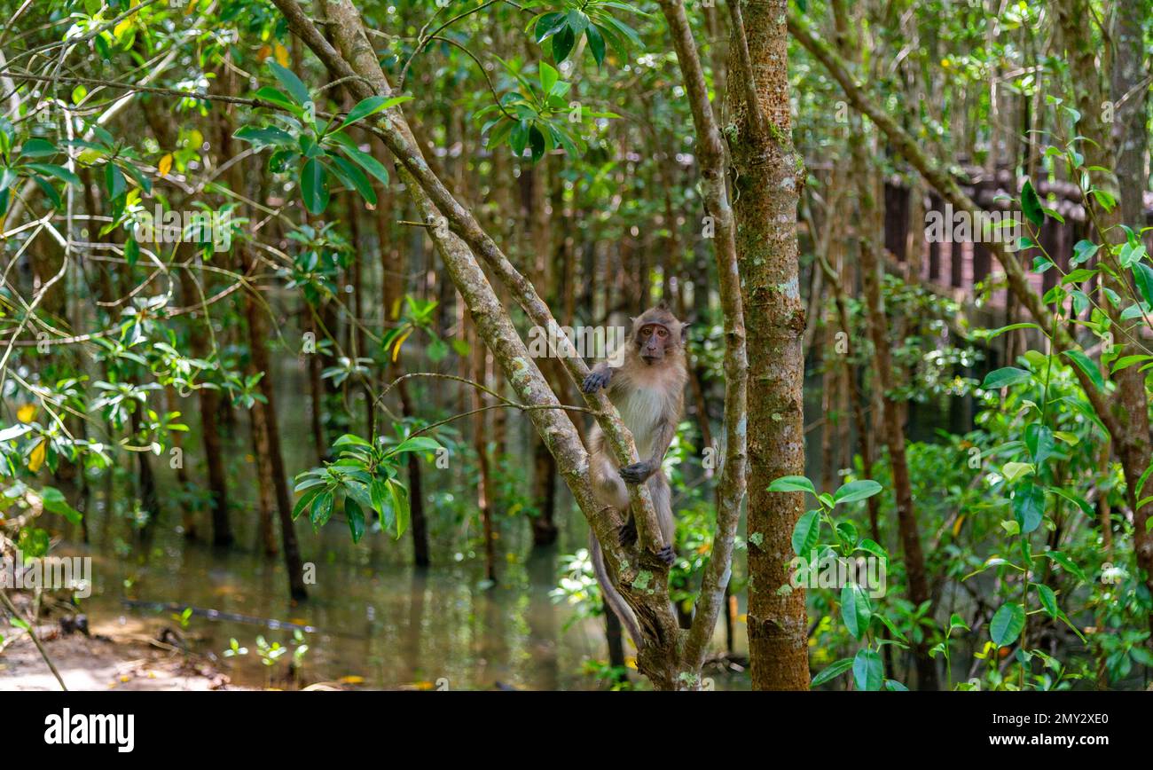 Wooden bridges surrounded by mangrove forest populated by monkeys ...