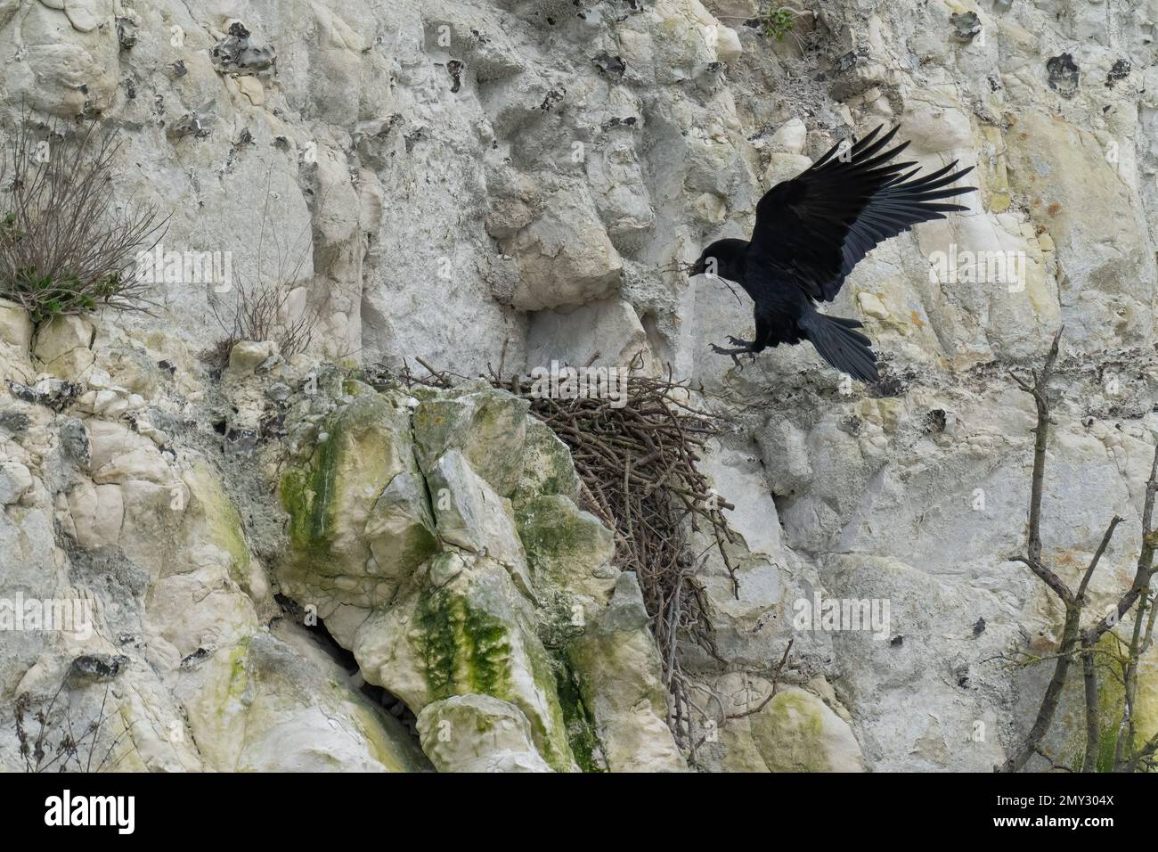 Common Raven-Corvus corax in flight carrying nesting material Stock ...
