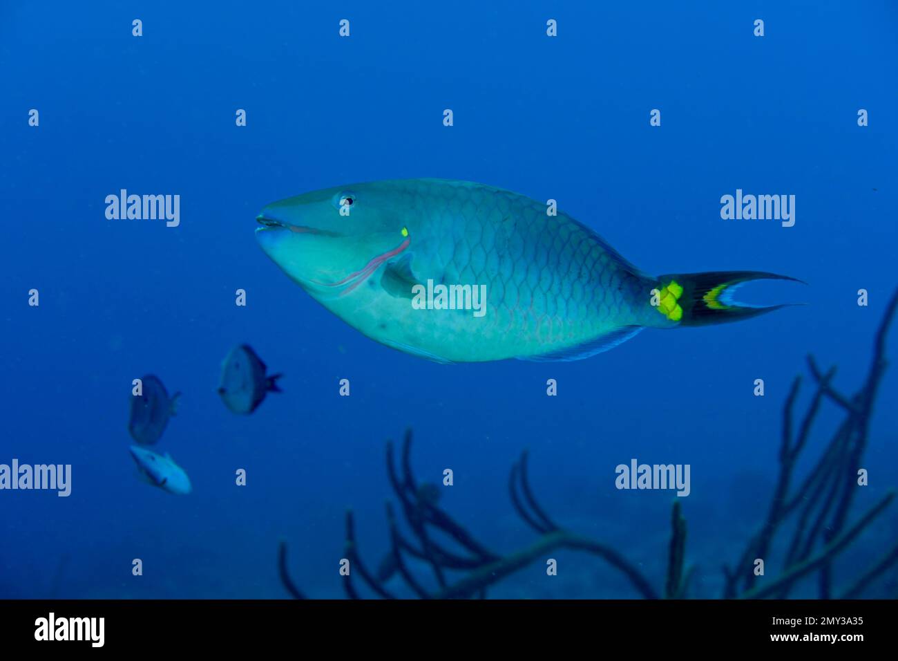 Scarus coeruleus hi-res stock photography and images - Alamy