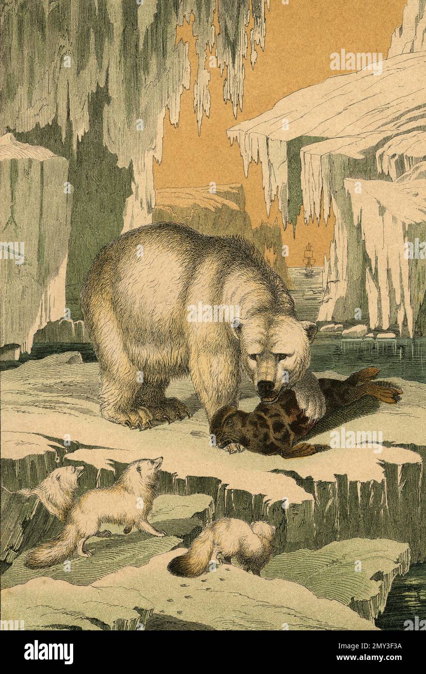 Polar bear and Artic foxes in the North pole region, color illustration ... Polar bear and Artic foxes in the North pole region, color illustration ...