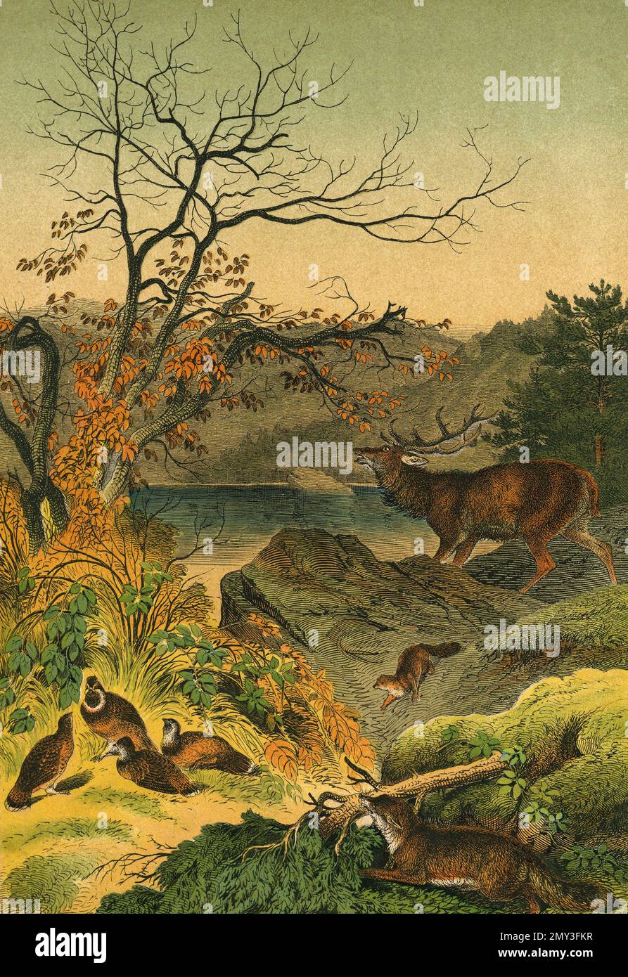 Hazel fowl hi-res stock photography and images - Alamy