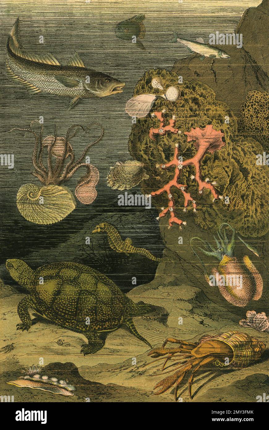 Sea life in the Mediterranean sea: Turtle, Hermit Crab, Sea Lemon ...