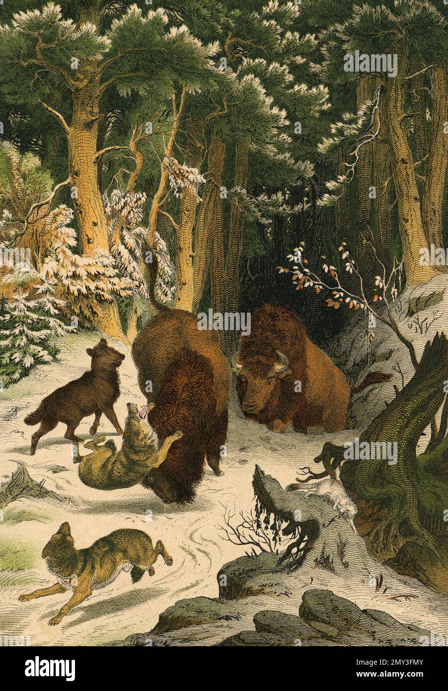 Animal life in Lithuanian forest: Wolves, Aurochs, and Ermine, color ...