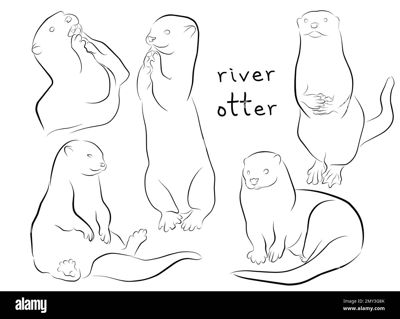 otter set contour illustration vector element design Stock Vector Image ...