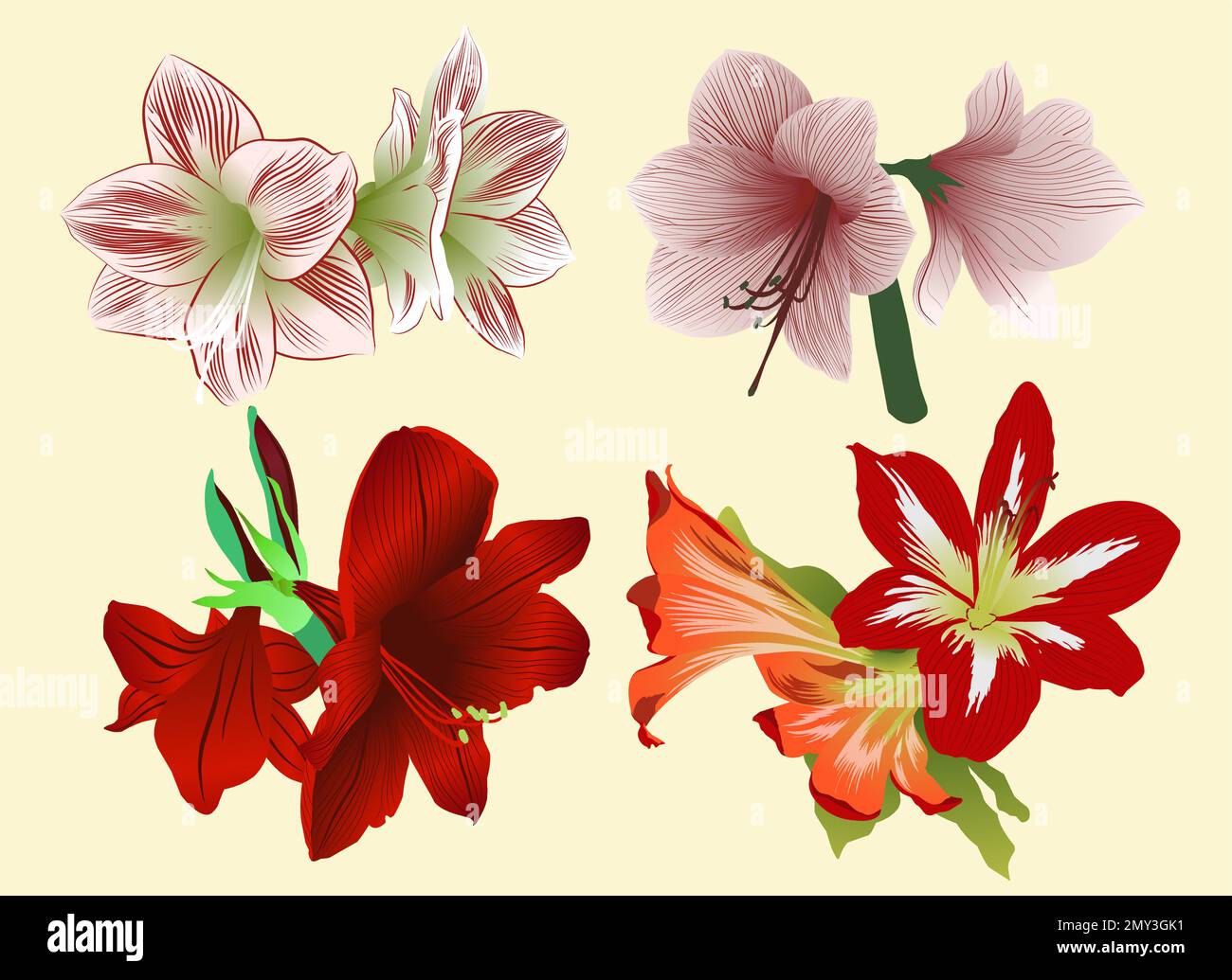 set of amaryllis flowers and leaves color vector illustration Stock Vector Image & Art - Alamy
