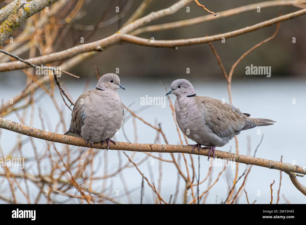 Pair of collared doves (Streptopelia decaocto) perched in a tree during ...