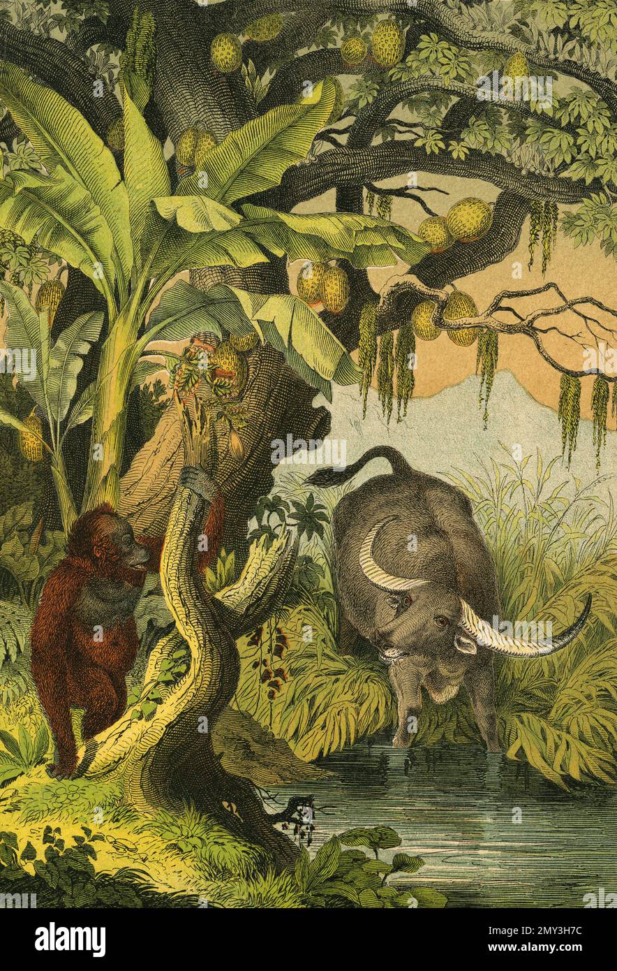 Sketches of Borneo: Pongo, Kerabau, Bread-fruit tree, Banana or Pisang ...