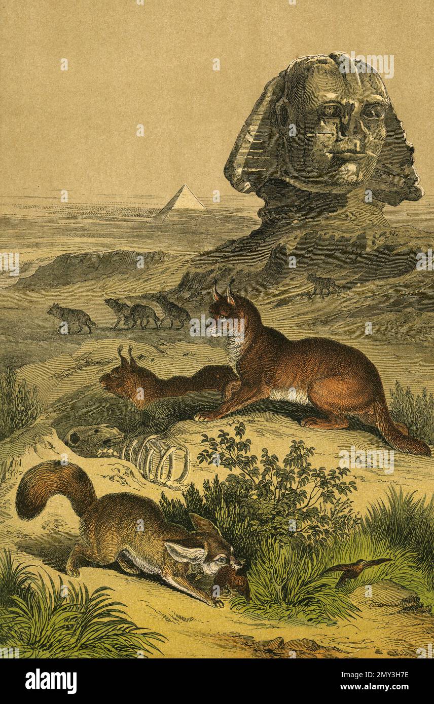 Sketches of Africa, Egypt animal life: Fox of the desert, Heath Lark ...