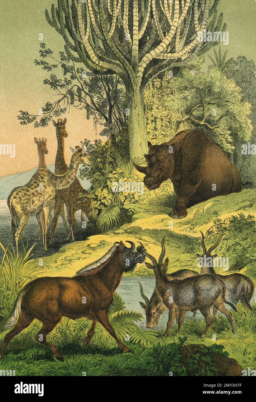 Animal life in Central Africa, the Abyssianian hill: Two-horned ...