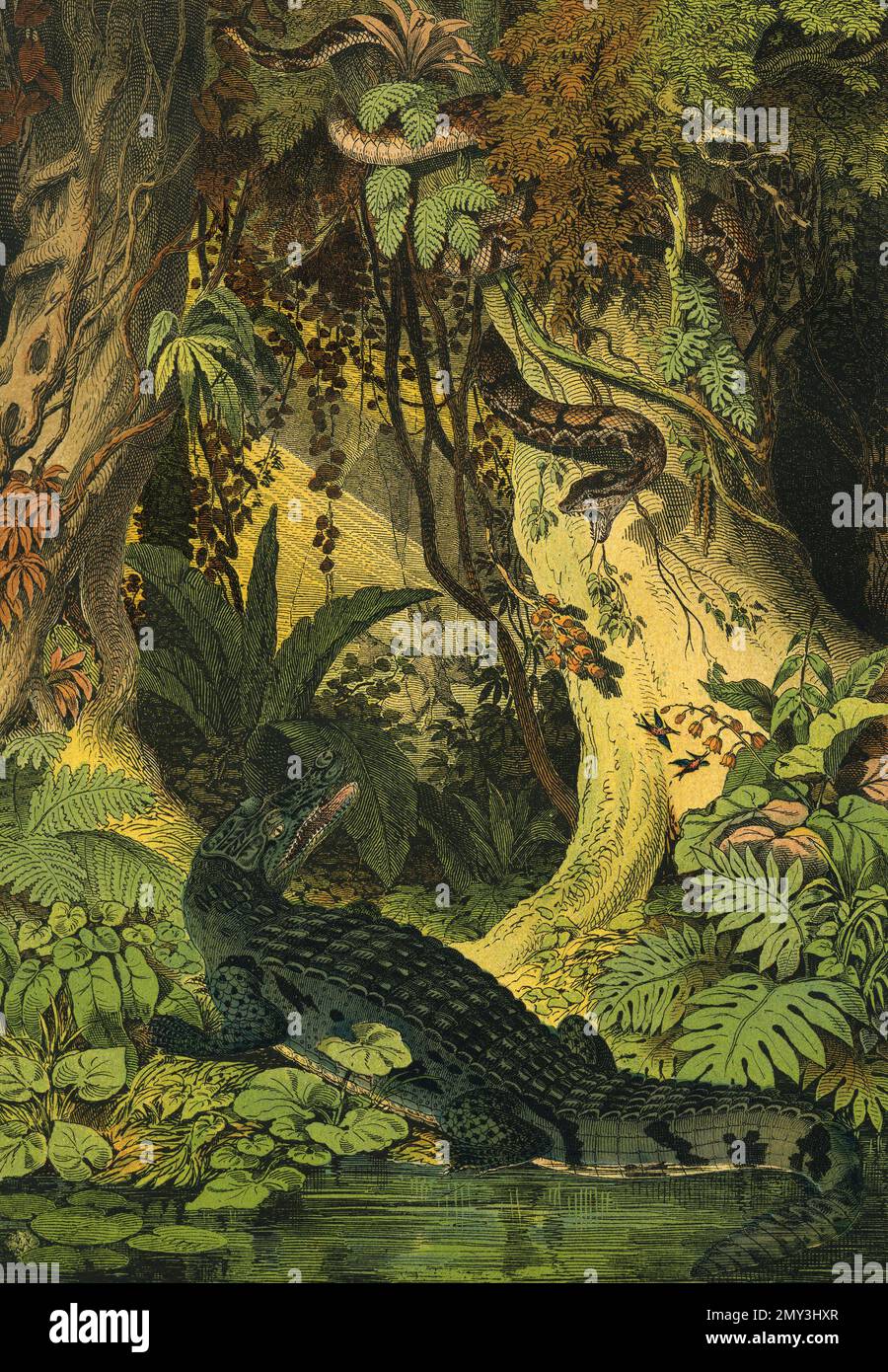 Animal life in South America: Brazilian Cayman and Boa Constrictor ...