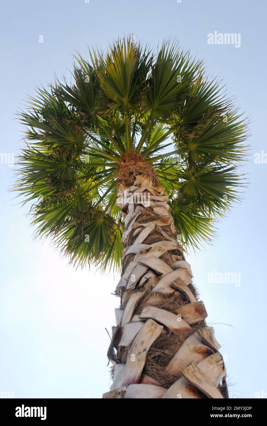 A single palm tree viewed from below under a clear blue sky Stock Photo ...