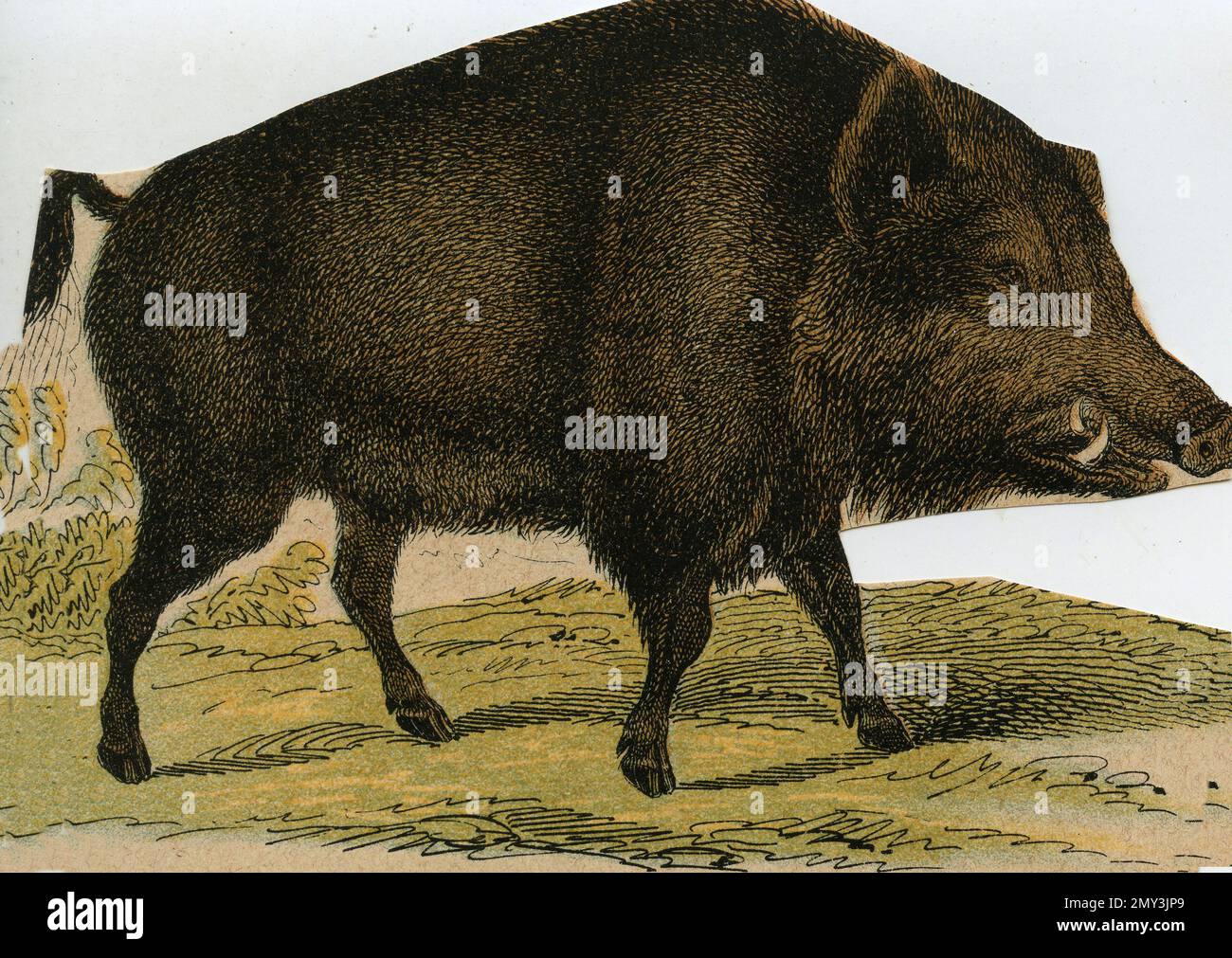 Illustration wild boar hi-res stock photography and images - Alamy