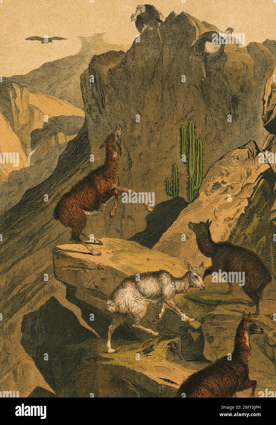 Cordilleras of south america hi-res stock photography and images - Alamy