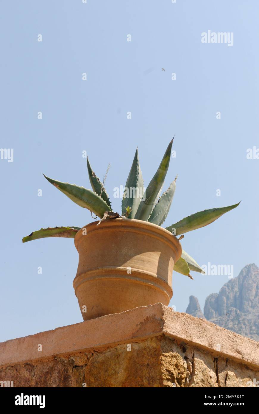 Agave in a flower pot on a wall under a blue sky with a mountain ...