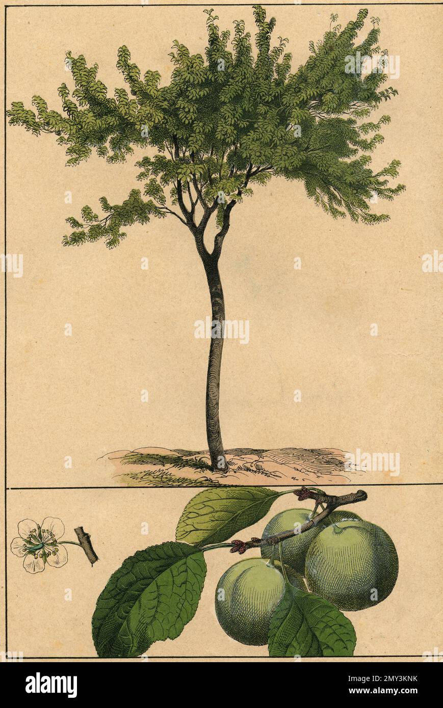 Apple Botanical Illustration