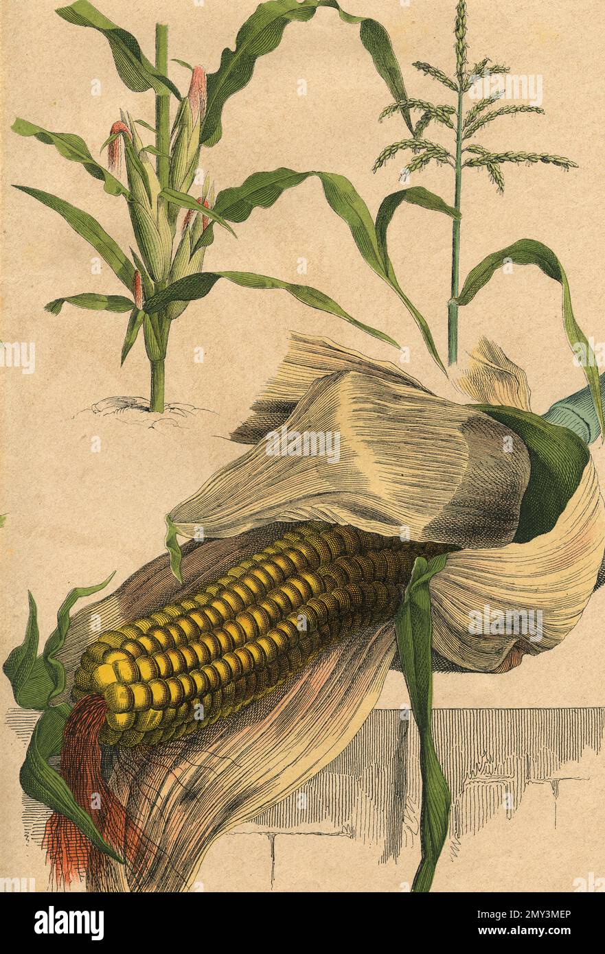 Corn Botanical Drawing at Dora Hubbard blog