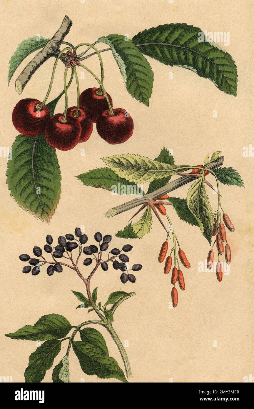Botanical drawing: Cherries, Elder and Barberry, color illustration ...