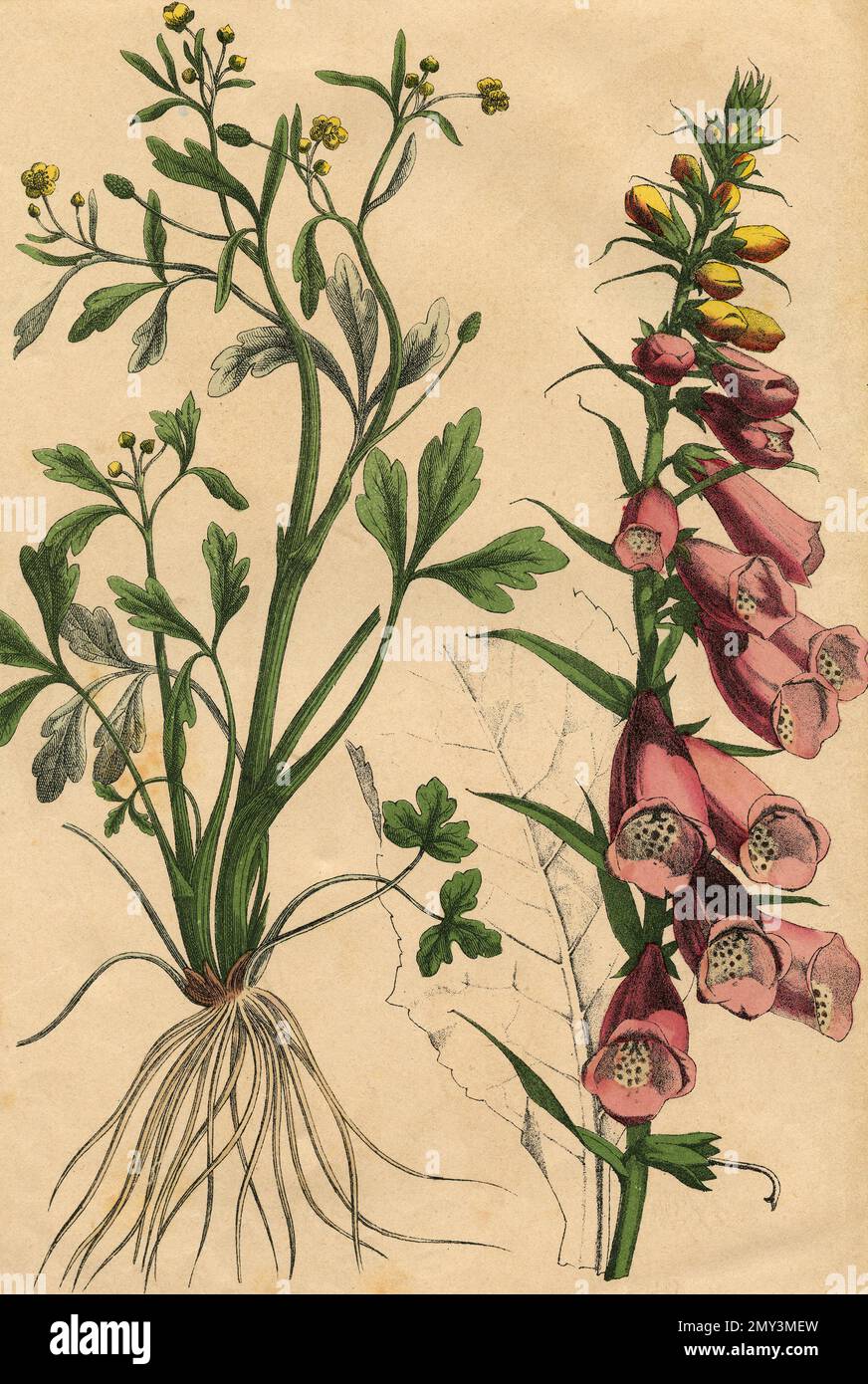Botanical drawing: Foxglove flower, color illustration, 1800s Stock ...