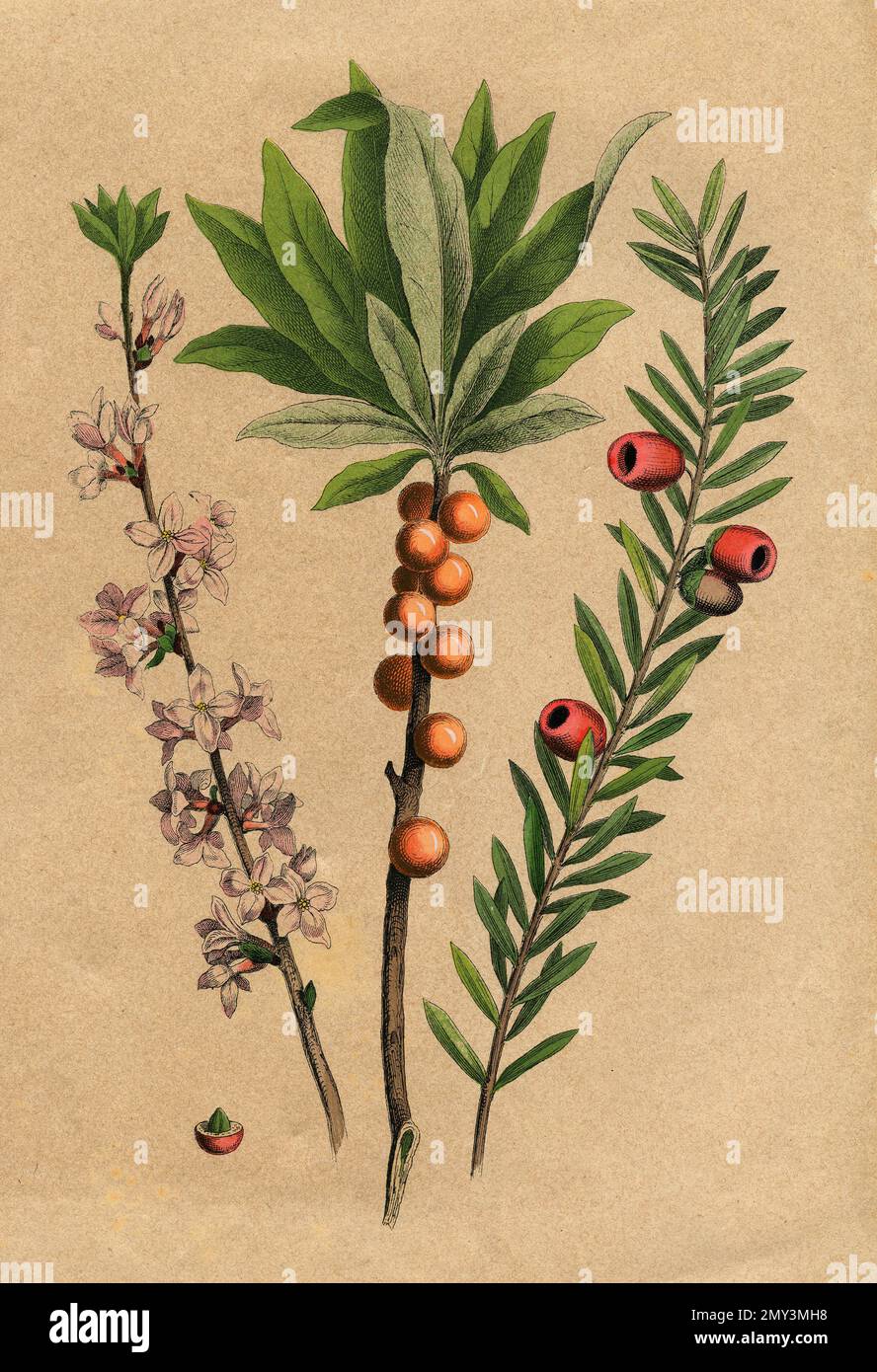 Botanical drawing: Mezereon flower, color illustration, 1800s Stock ...