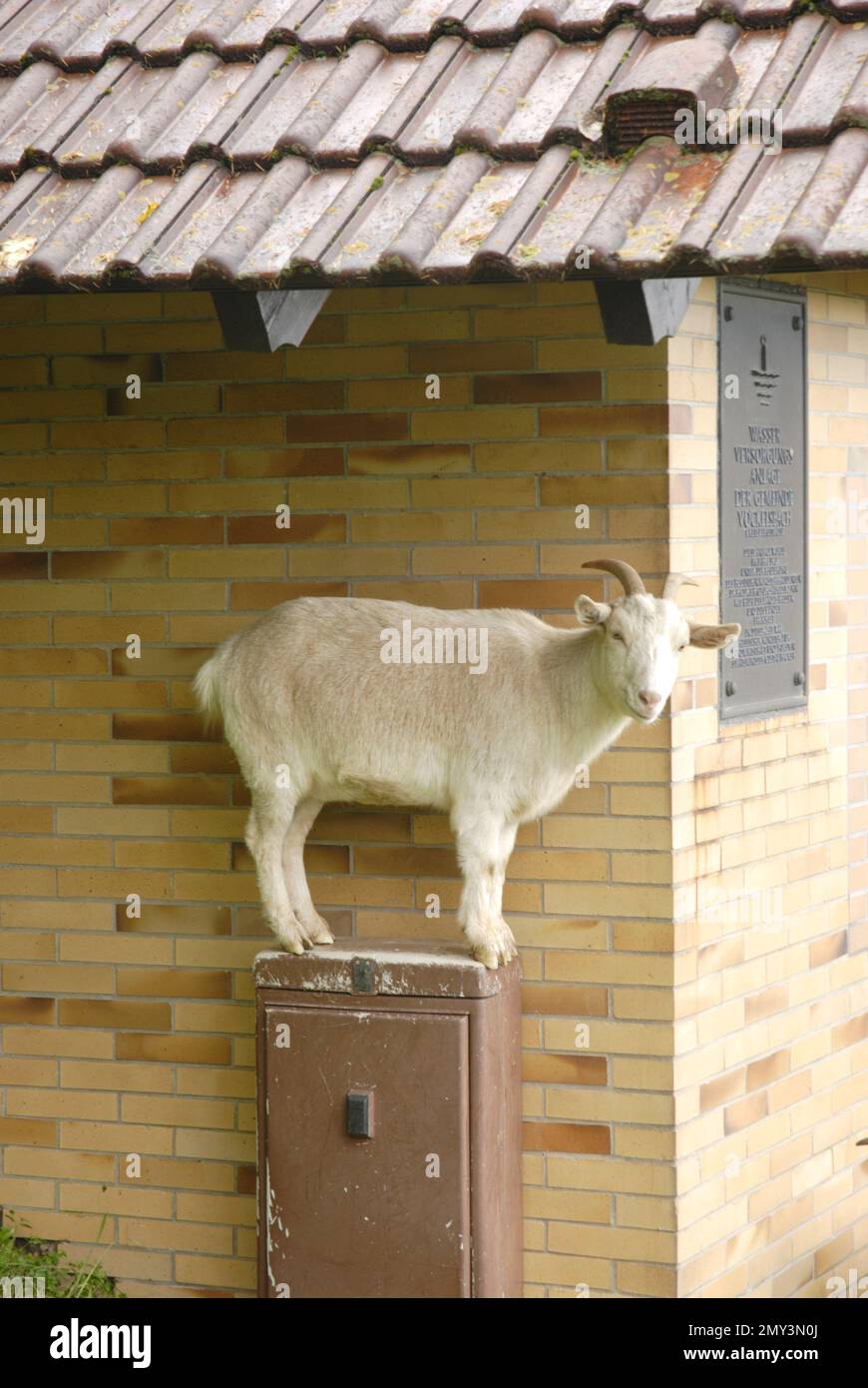 Goat stands on a power box in front of a tiled house wall Stock Photo ...