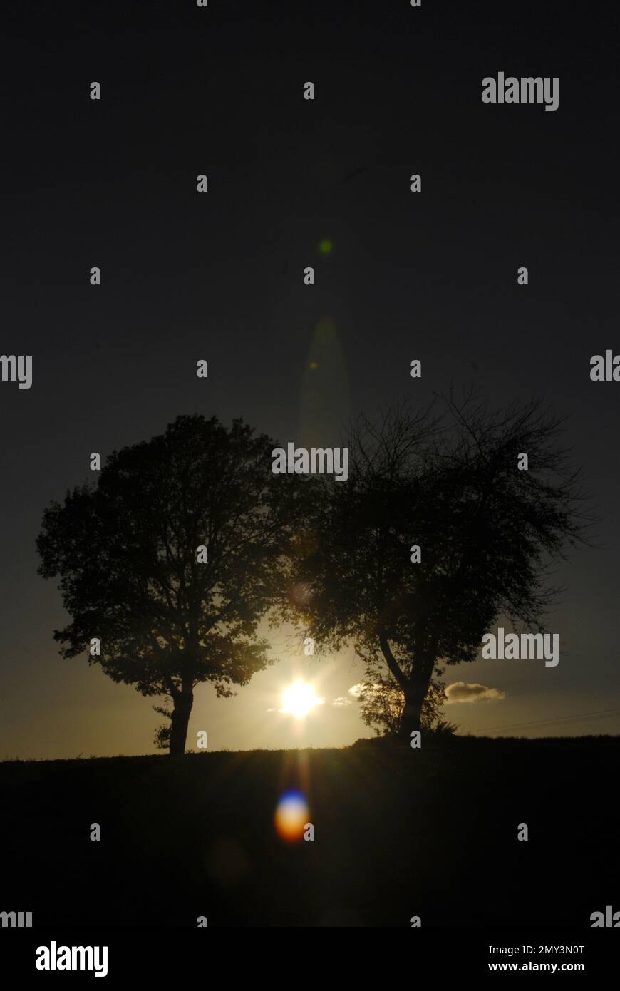 two trees standing side by side on a hill in front of the sunset Stock ...