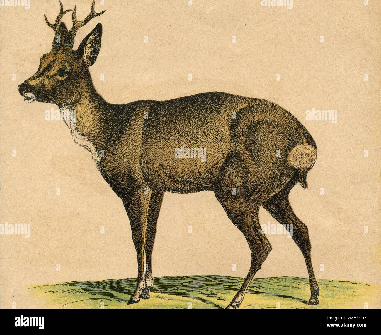 Animal life in Europe: Roe Deer, color illustration, 1800s Stock Photo ...