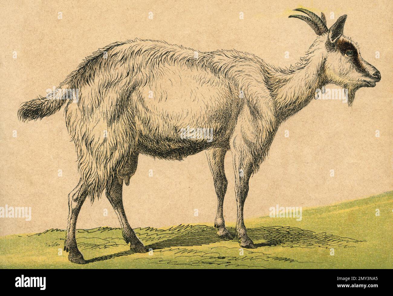 Animal life in Europe: Goat, color illustration, 1800s Stock Photo - Alamy