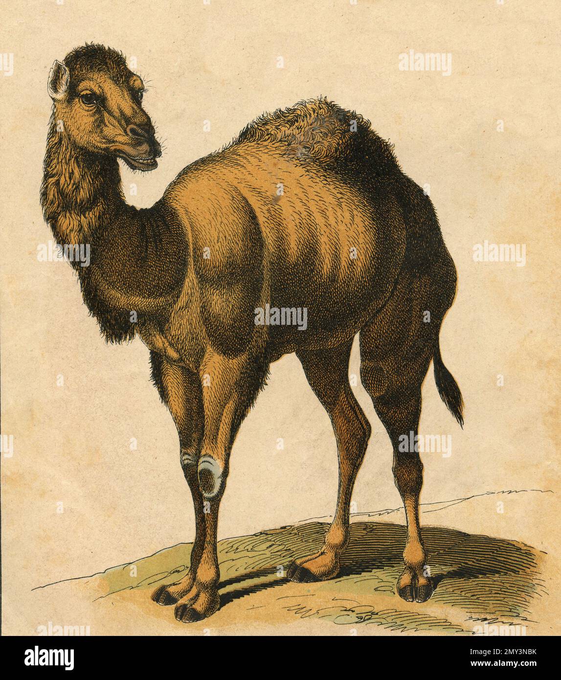Animal life in Africa: Dromedary, color illustration, 1800s Stock Photo ...